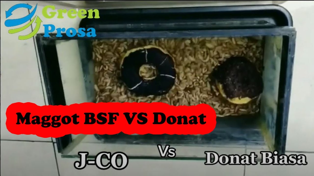 Time lapse Maggot BSF Larvae VS Donut - YouTube