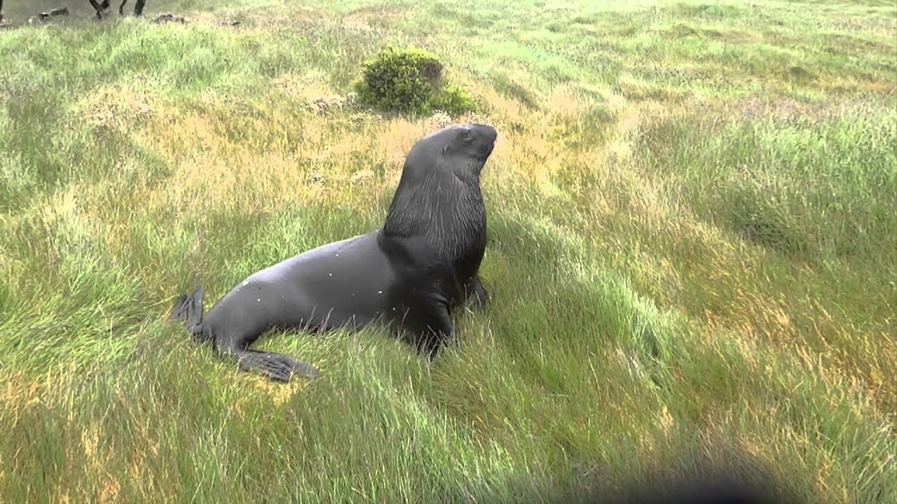 a Sea Lion roar - YouTube