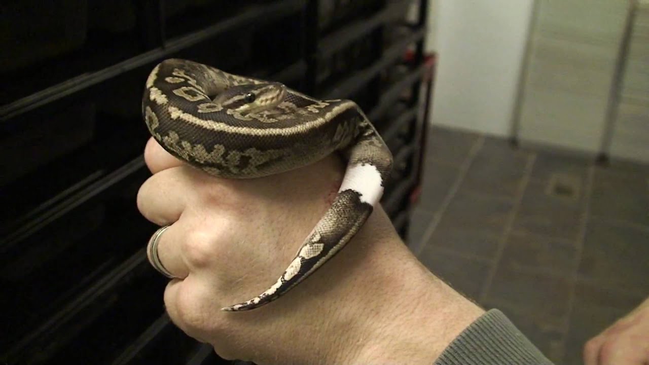 Boaconstrictor.com Blog Video Pewter Calico Ball Python - YouTube