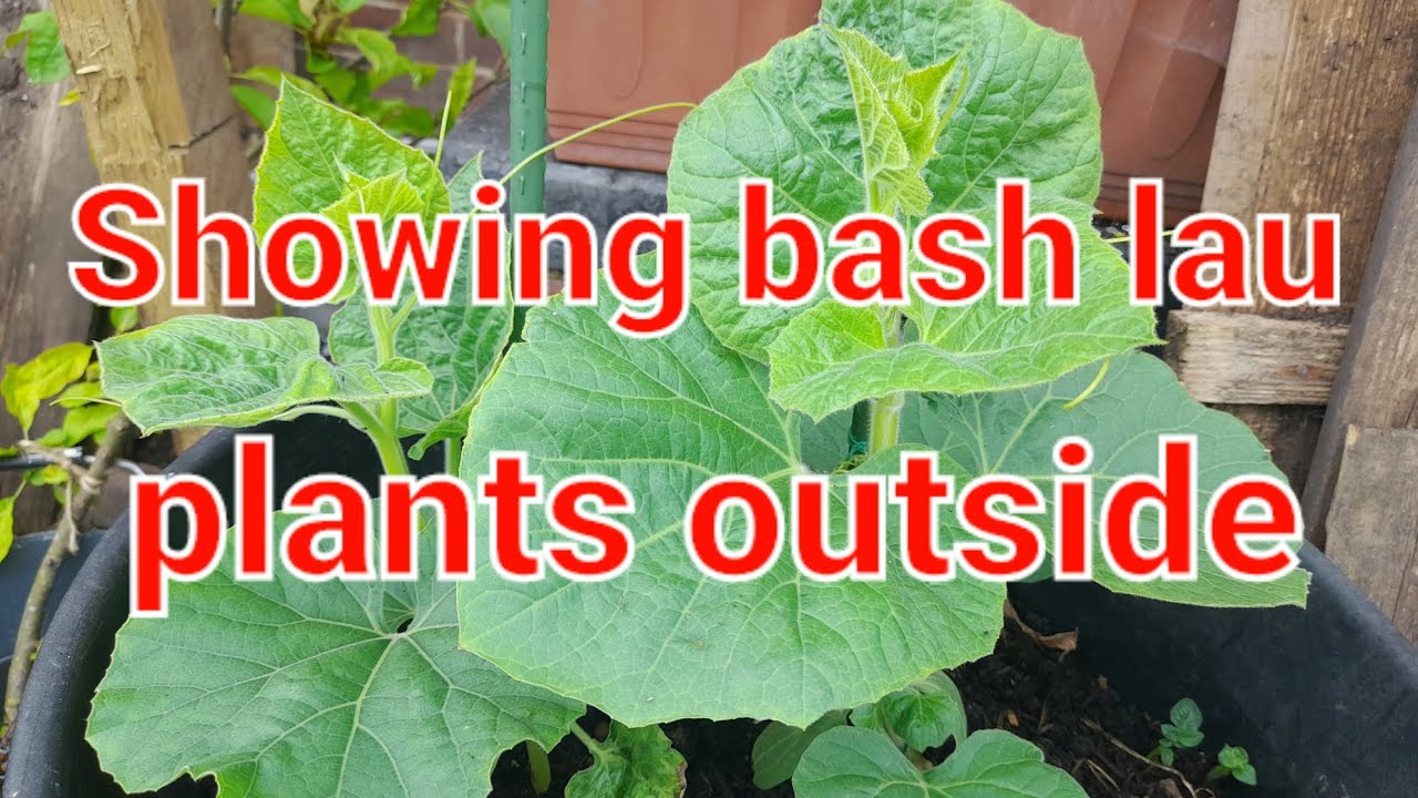 Showing bash lau plants outside in my garden. - YouTube