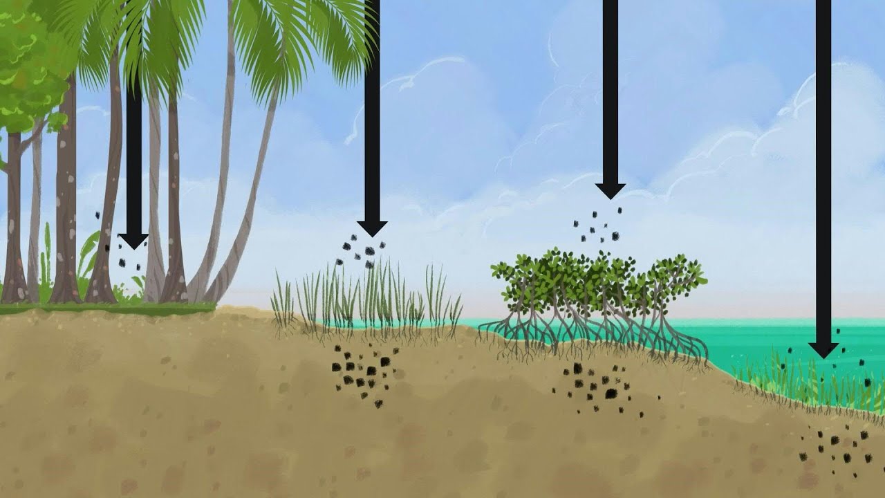 Blue carbon ecosystems | AFP - YouTube