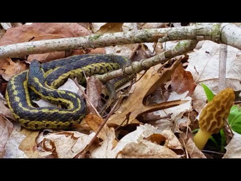Southern Indiana morel mushroom hunting part 3 - the Clean up Crew ...