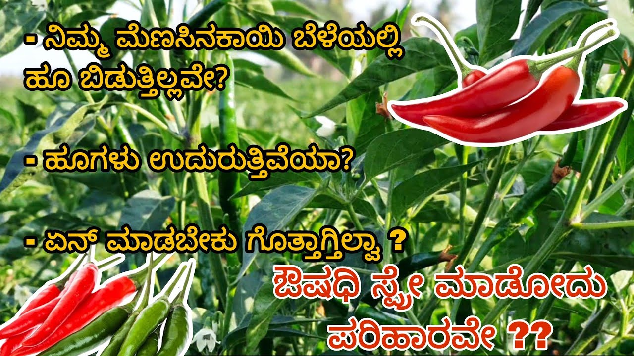 Flower drop in Chilli crop | Reasons and Remedies | Dr A Venugopal ...