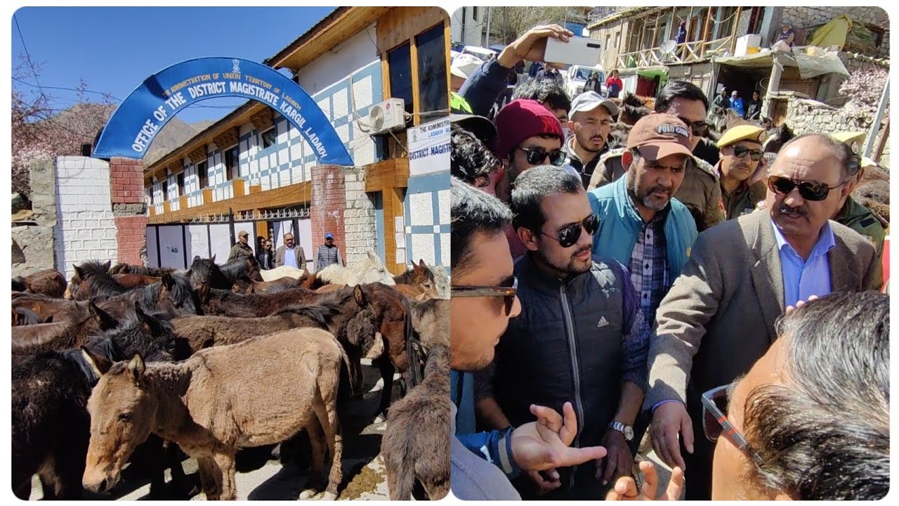 Villagers of pashkum come out with stray horses at DC office kargil ...