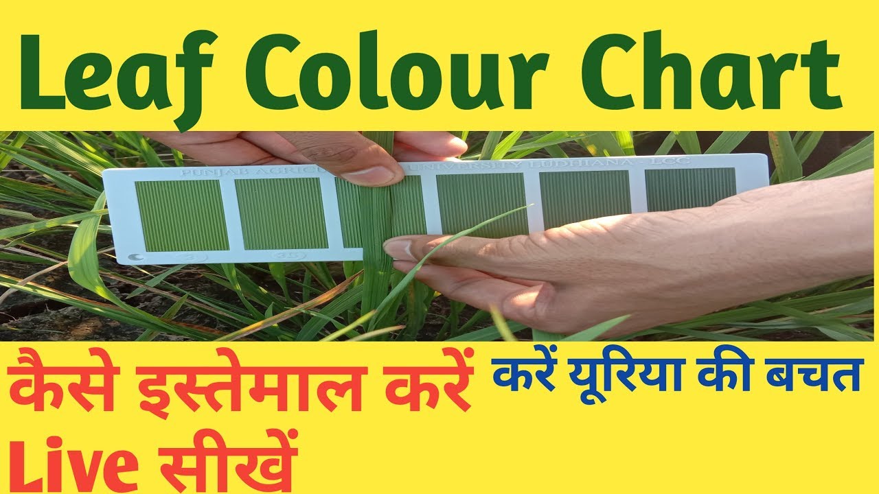 Leaf colour Chart पत्ती रंग चार्ट की पूरी जानकारी से किसान करें यूरिया ...