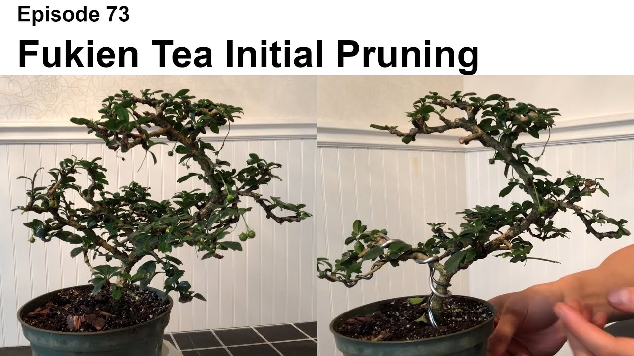 Episode 73, Initial Pruning of Fukien Tea - YouTube