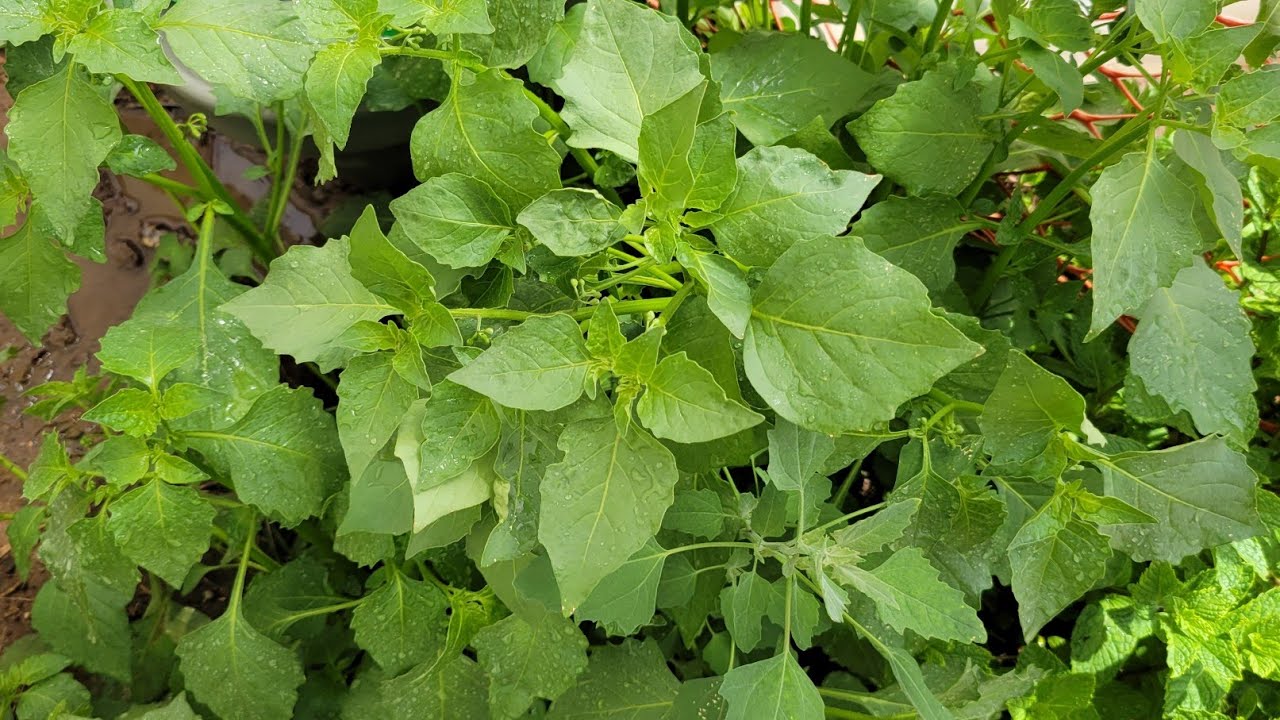 Part 5: Zaub iab zoo pa tus neeg tu tu leeg los yog tu sauv. - YouTube