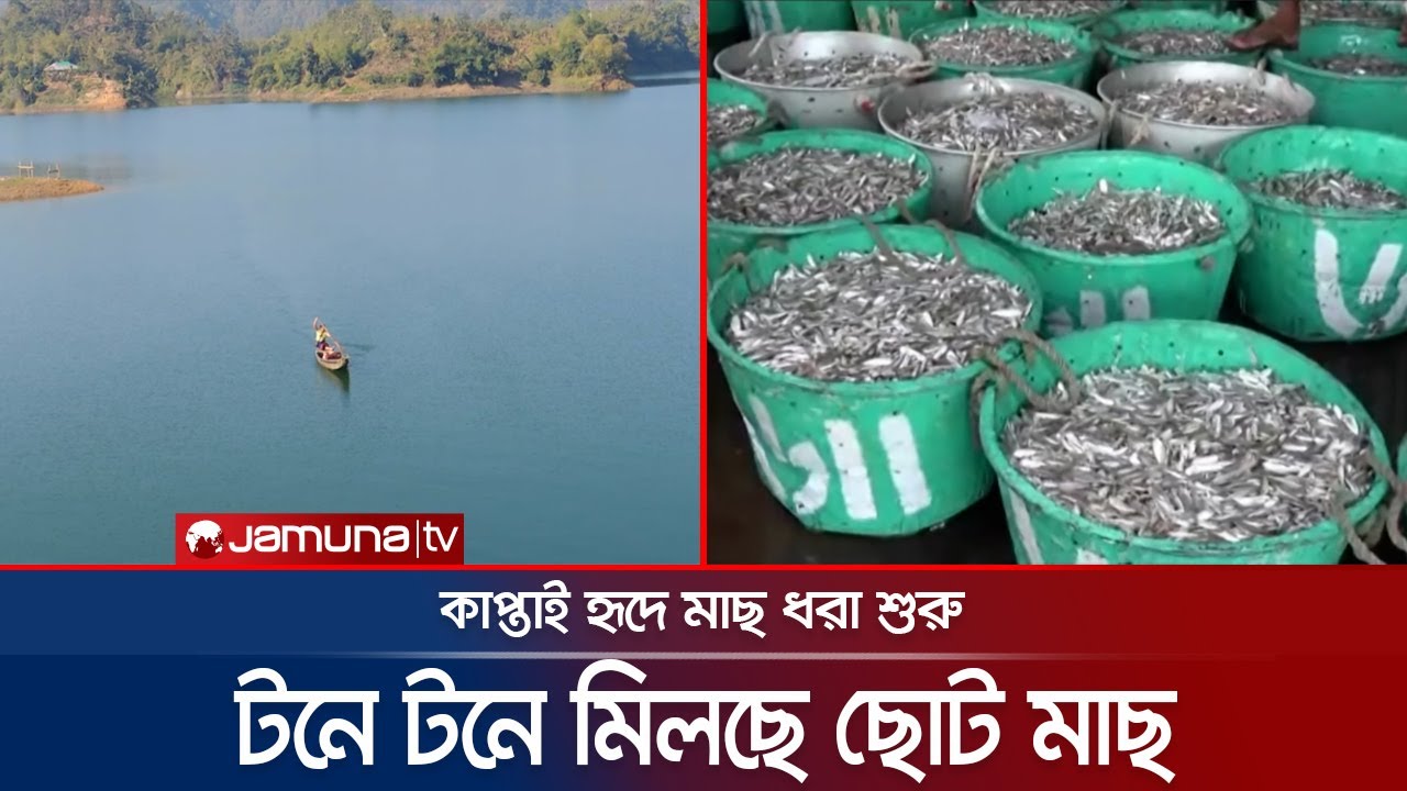 প্রাণচাঞ্চল্য ফিরেছে কাপ্তাই হ্রদে, রেকর্ড পরিমাণ মৎস্য আহরণ | Kaptai ...