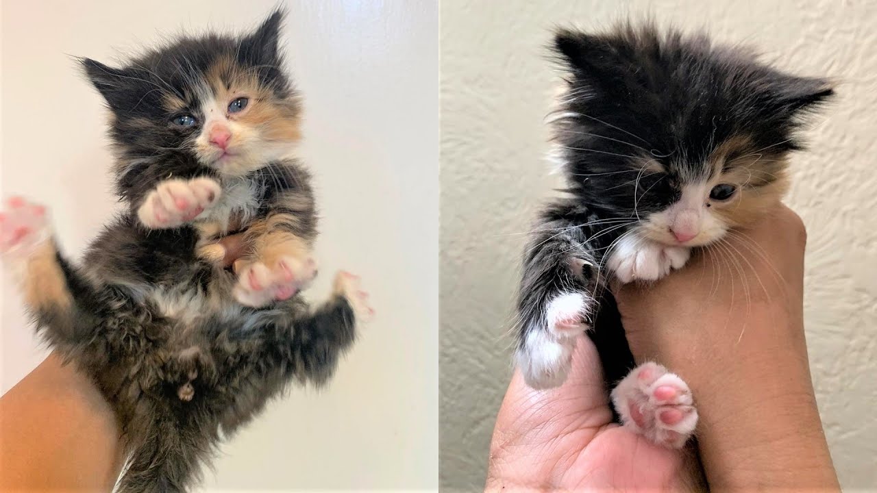Precious calico is constantly running and jumping on to her stuffed ...