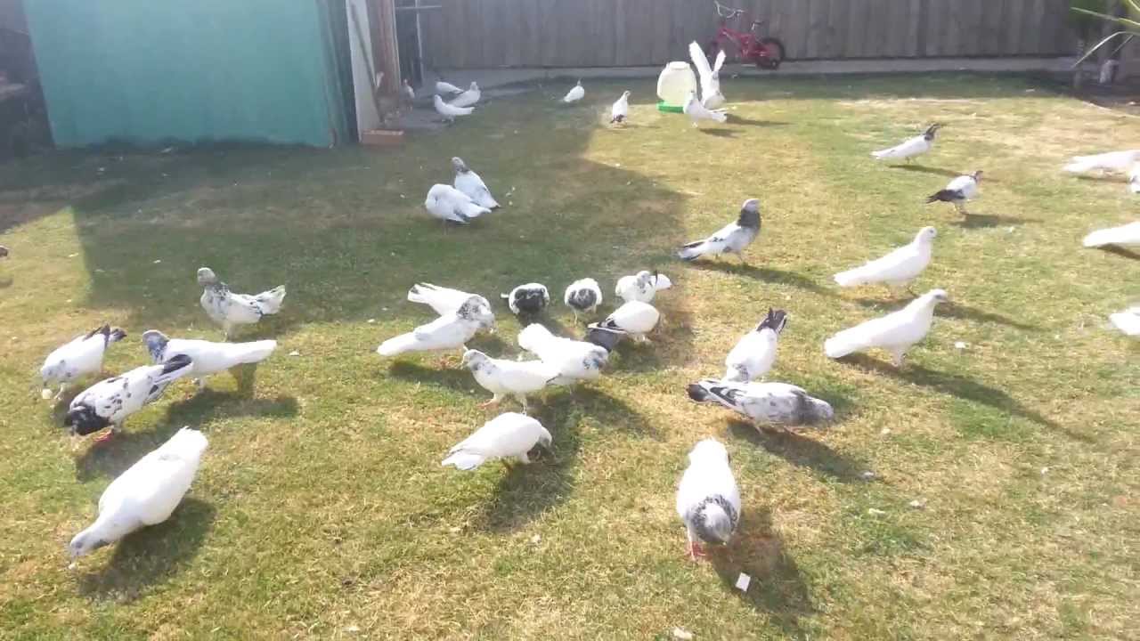 donek pigeon sino melbourne dandenong - YouTube