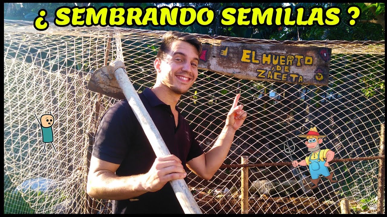 TRUCO PARA GERMINAR CUALQUIER SEMILLA. COMO PLANTAR FRIJOLES O EJOTES ...