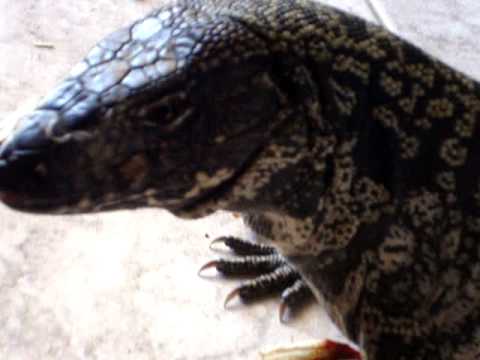 Iguana Overa - YouTube