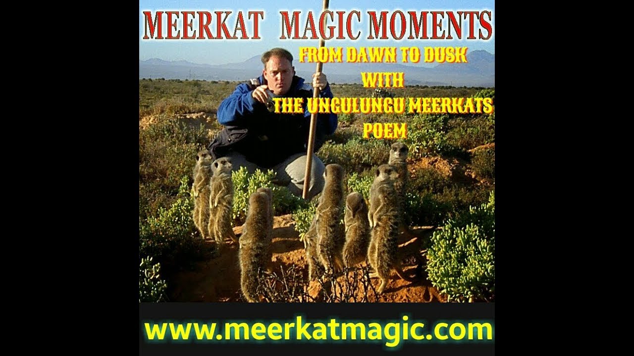FROM DAWN TO DUSK WITH THE UNGULUNGU MEERKATS POEM GRANT MC ILRATH THE ...