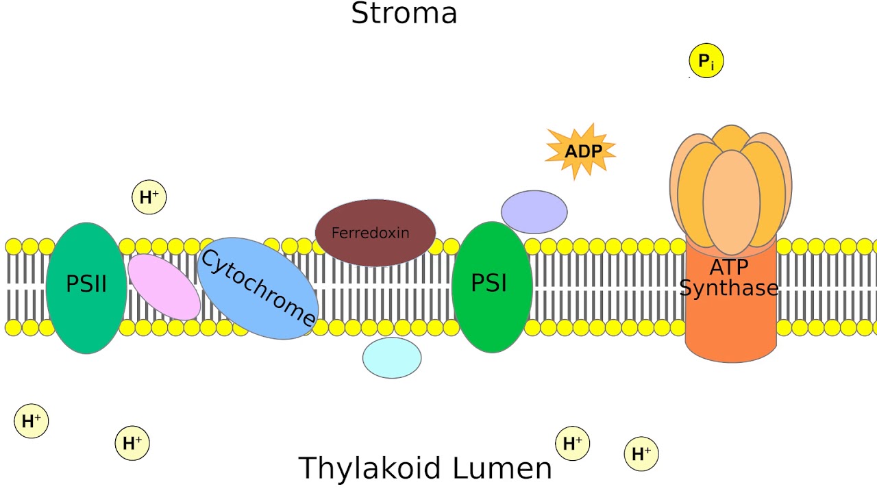 Ferredoxin In Photosynthesis