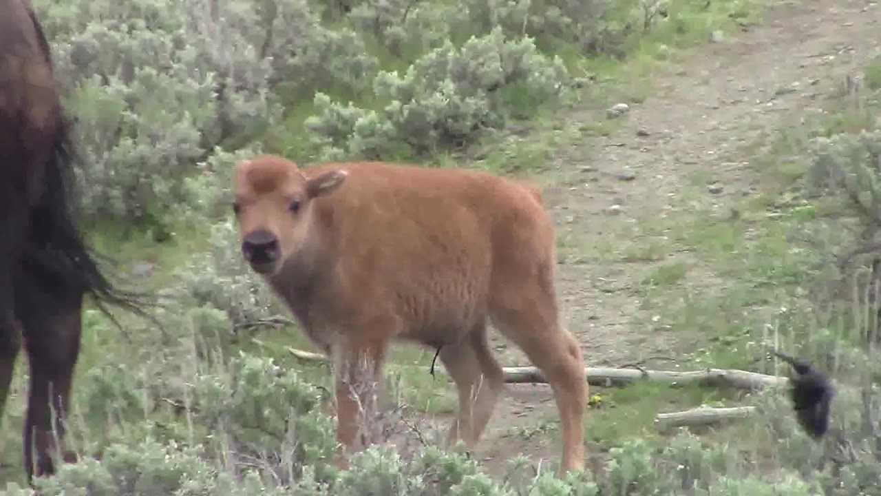 Baby Bison Playing in Yellowstone National Park - YouTube