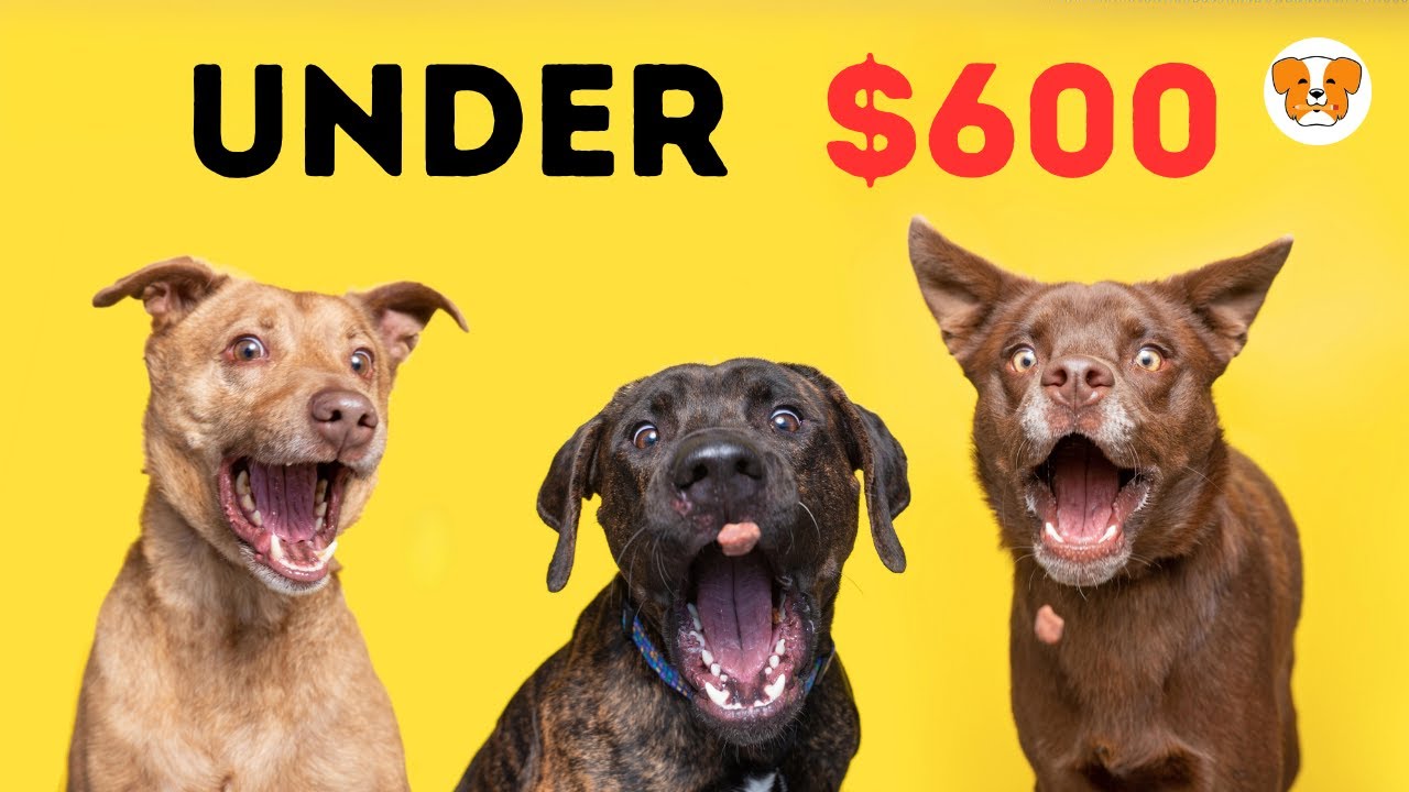 Budget Friendly Dog Breeds | Best Dog Breeds Under $600 | Cheapest Dog ...