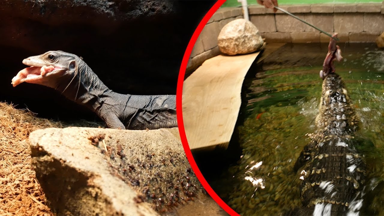 FEEDING!! Gators, Snakes, and Lizards!!! - YouTube