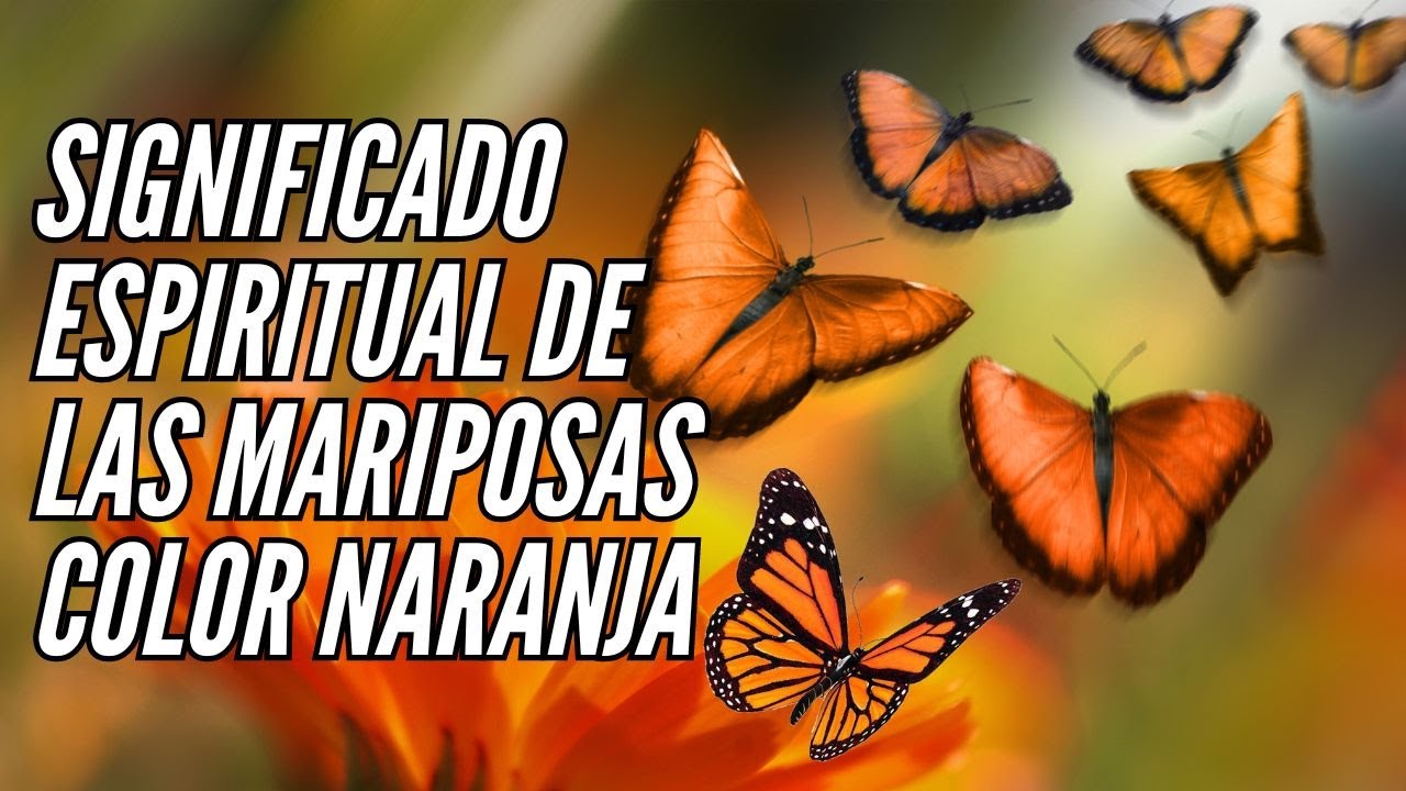 Significado espiritual de las mariposas color anaranjado. Una mariposa ...