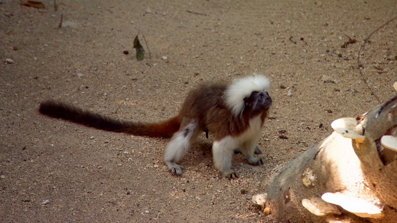 Monkeys In Mexico Are Being Rescued From Lives Of Poor Treatment - YouTube