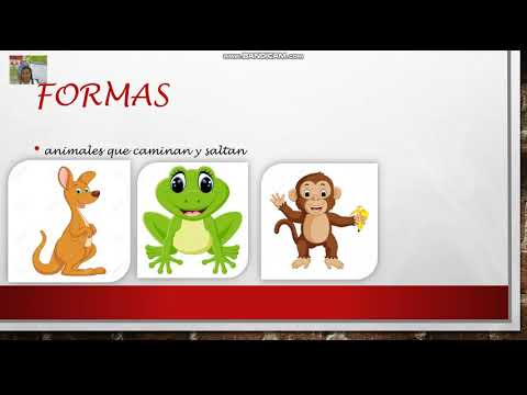 FORMAS DE LOCOMOCION DE LOS ANIMALES - YouTube
