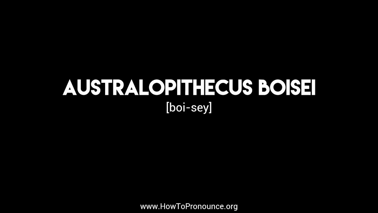 How to Pronounce "australopithecus boisei" - YouTube