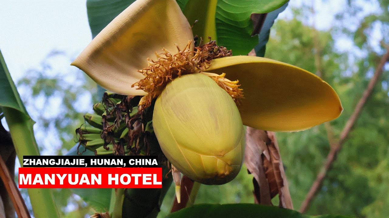 Уют среди гор. Обзор номера в Manyuan Resort Hotel (Чжанцзяцзе, КНР ...