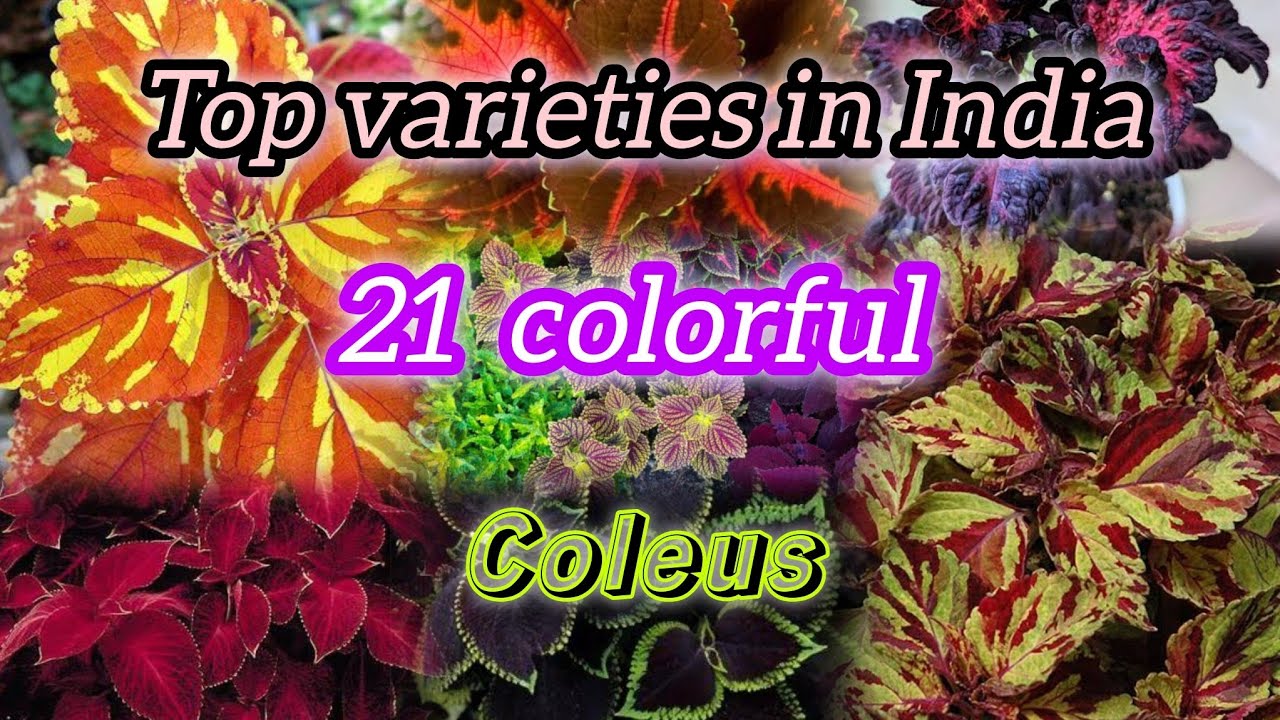 21 Top Varieties coleus with names//Mayana plant varieties // Best ...
