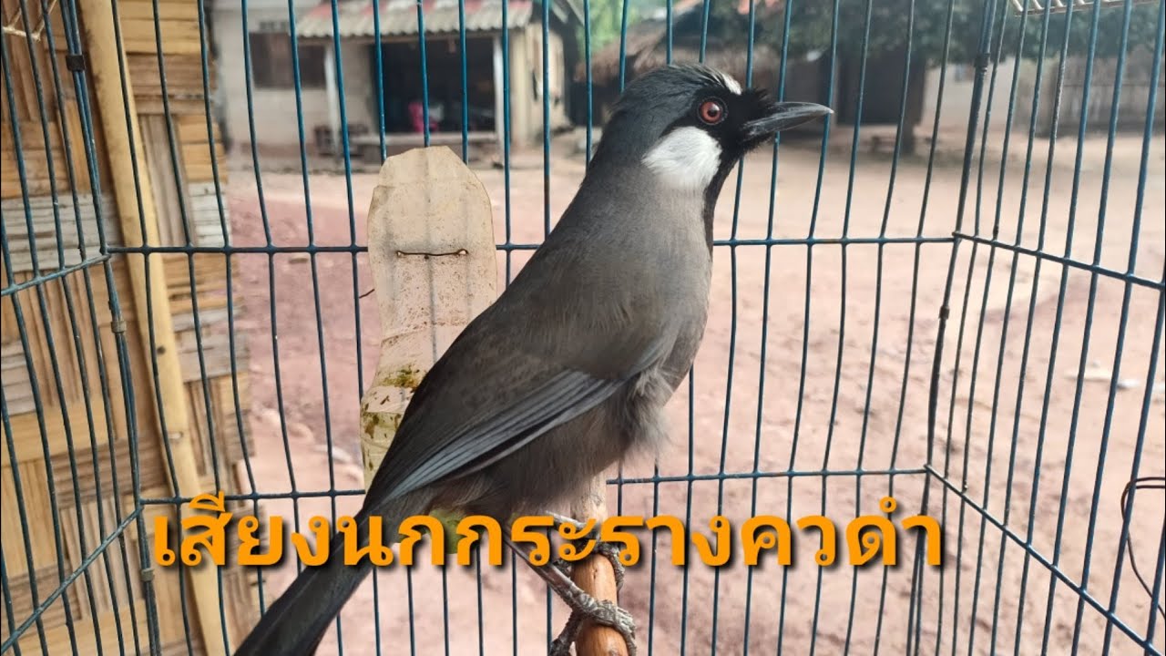 Suab noog sab fwj เสียงนกกระรางคอดํา - YouTube