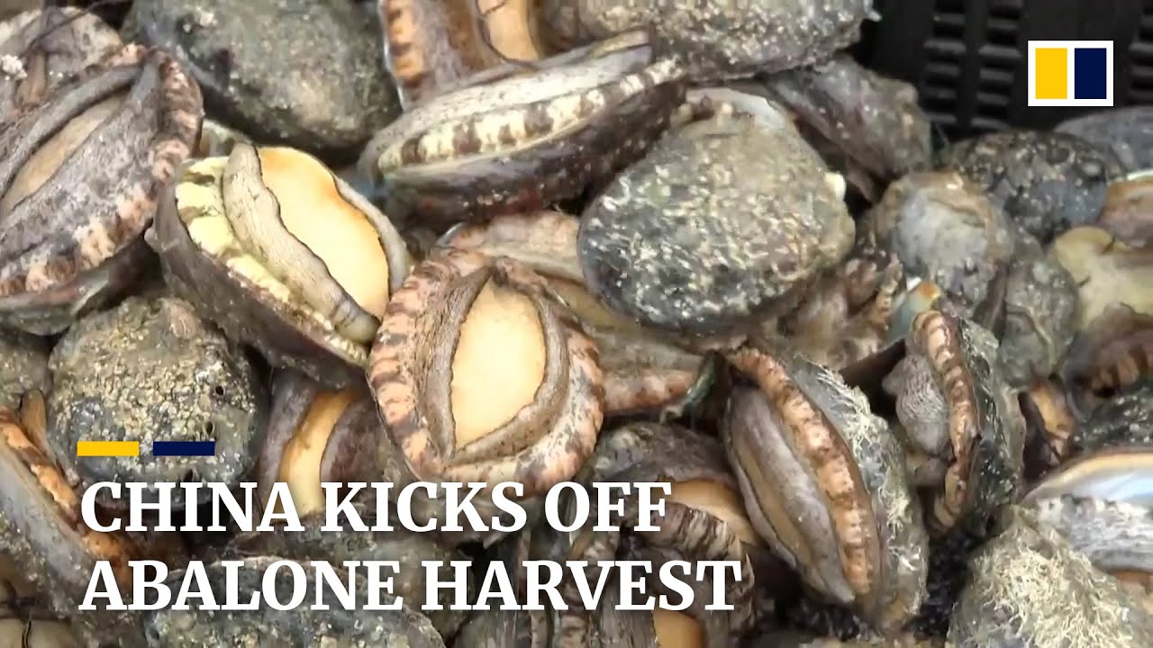 Abalone harvest season starts off China’s eastern coast - YouTube
