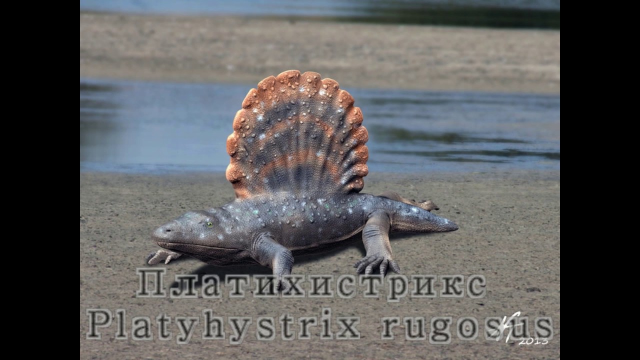 Платихистрикс Platyhystrix rugosus - YouTube