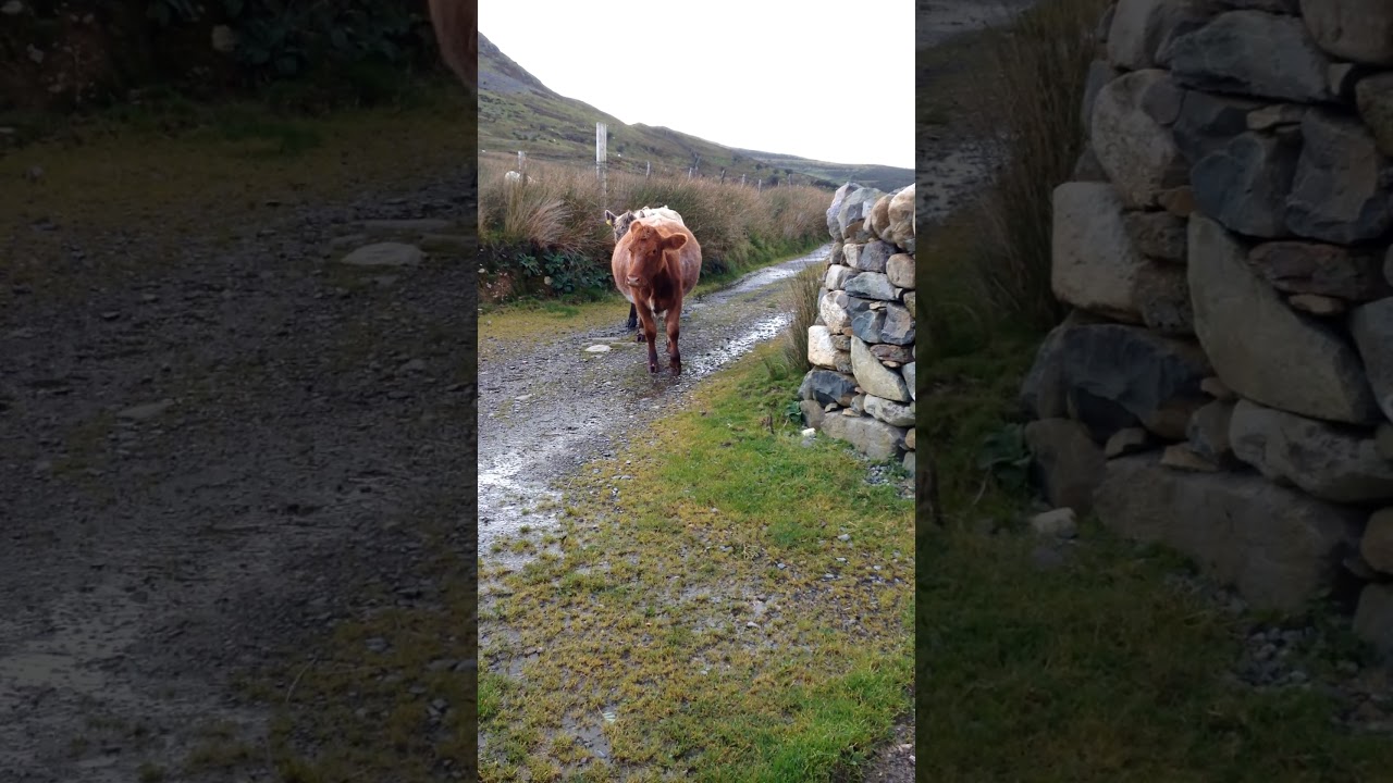 Cow Attack - YouTube