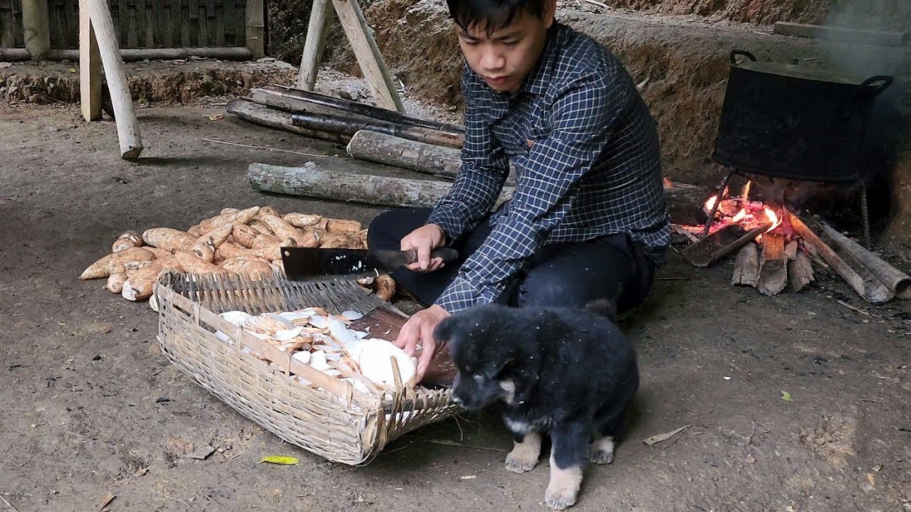 Harvesting cassava roots & Caring for the vegetable garden - Hà Tòn ...