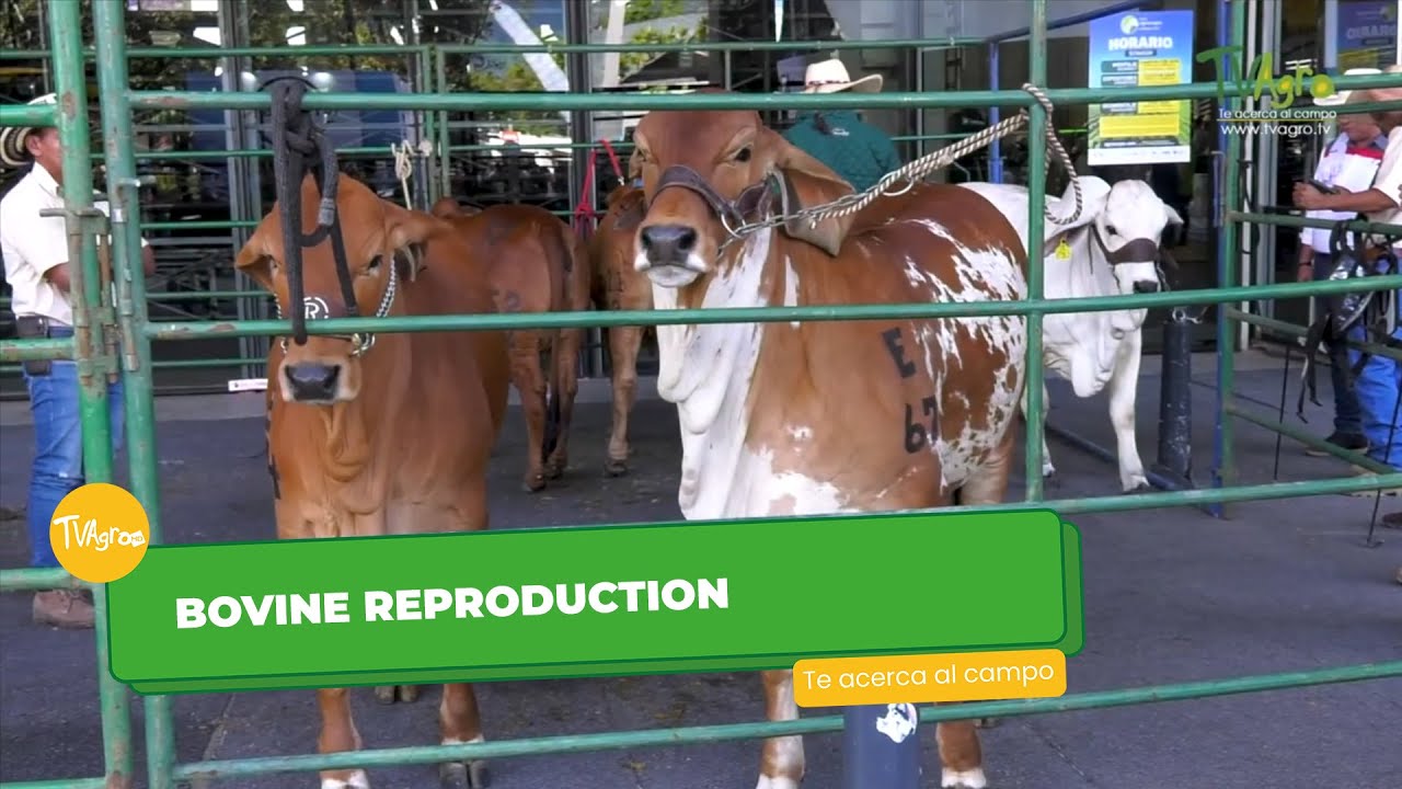 Bovine reproduction - YouTube