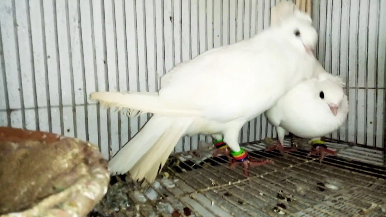 Indian kagji kobutor in my loft - YouTube