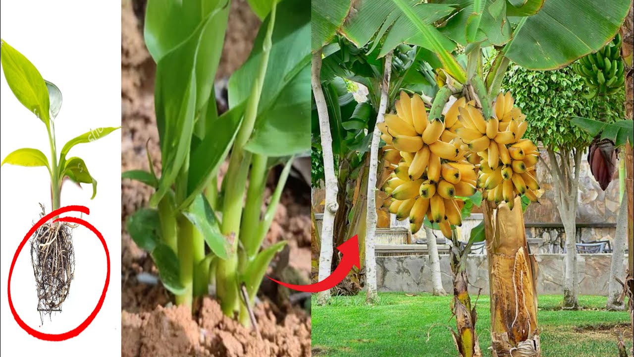 How to graft a banana tree using new technique to get more fruit - YouTube