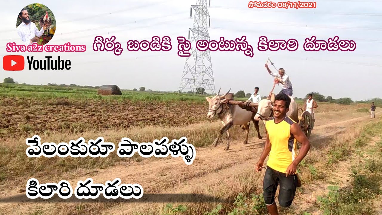 Super Racing Milk Teeth Khilar Bull Velamkur // High Speed Khilar Bulls ...