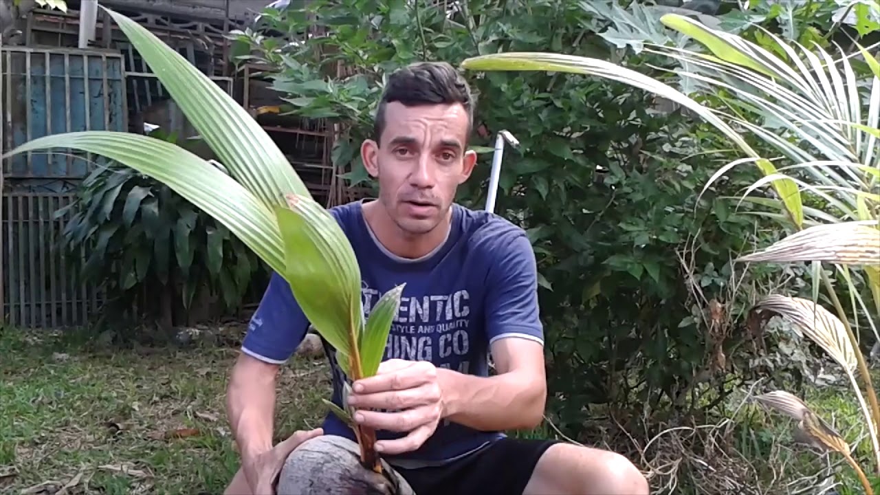 COMO GERMINAR EL COCO Y SEMBRARLO - YouTube