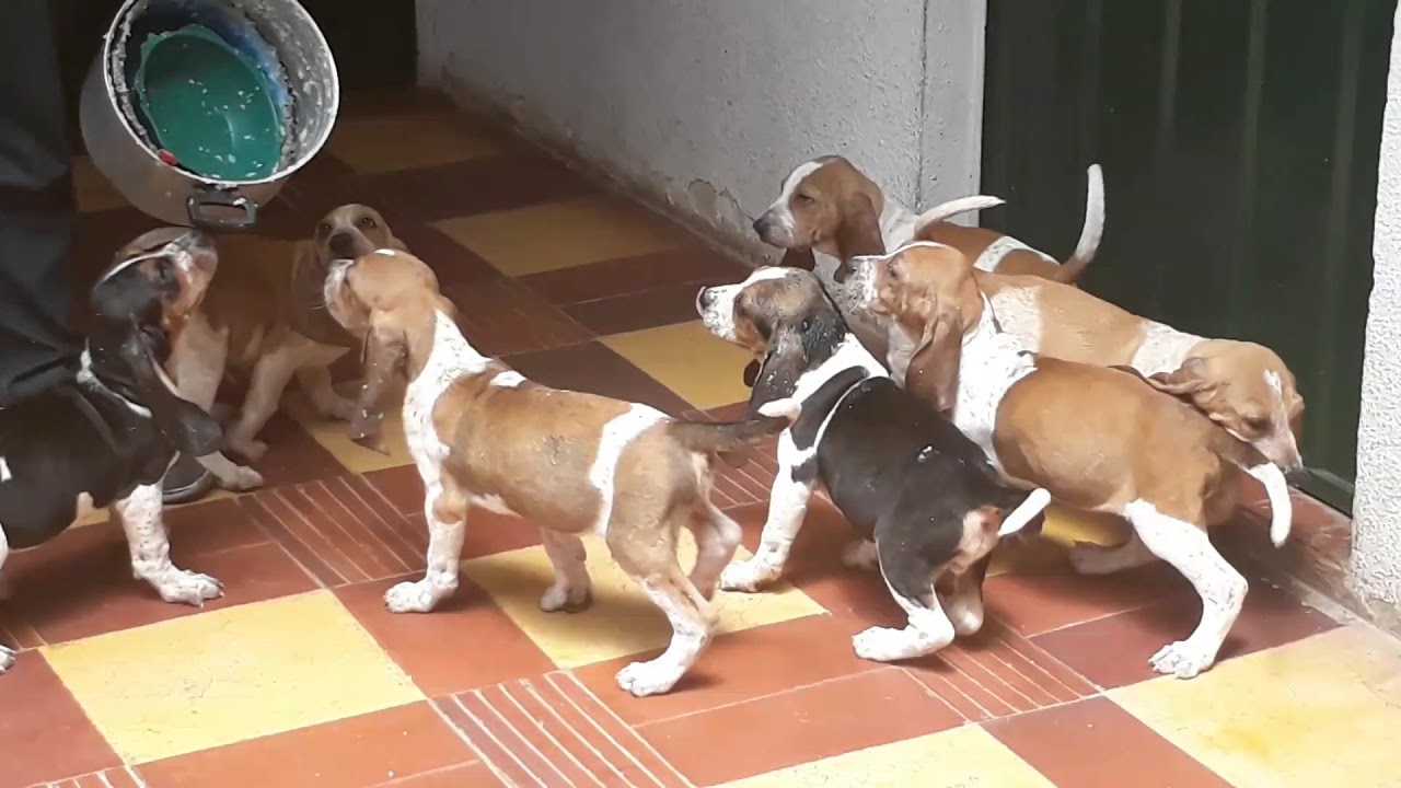 SABUESO FINO COLOMBIANO CACHORROS DIAMONDBLUE IVAN ORTIZ - YouTube