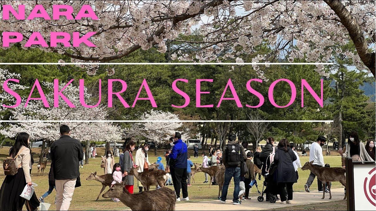 Nara Park how to get there and what to see - YouTube