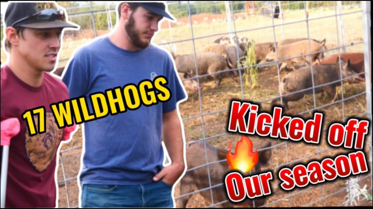 17 WILD HOGS Kicks off Our season of trapping! - YouTube