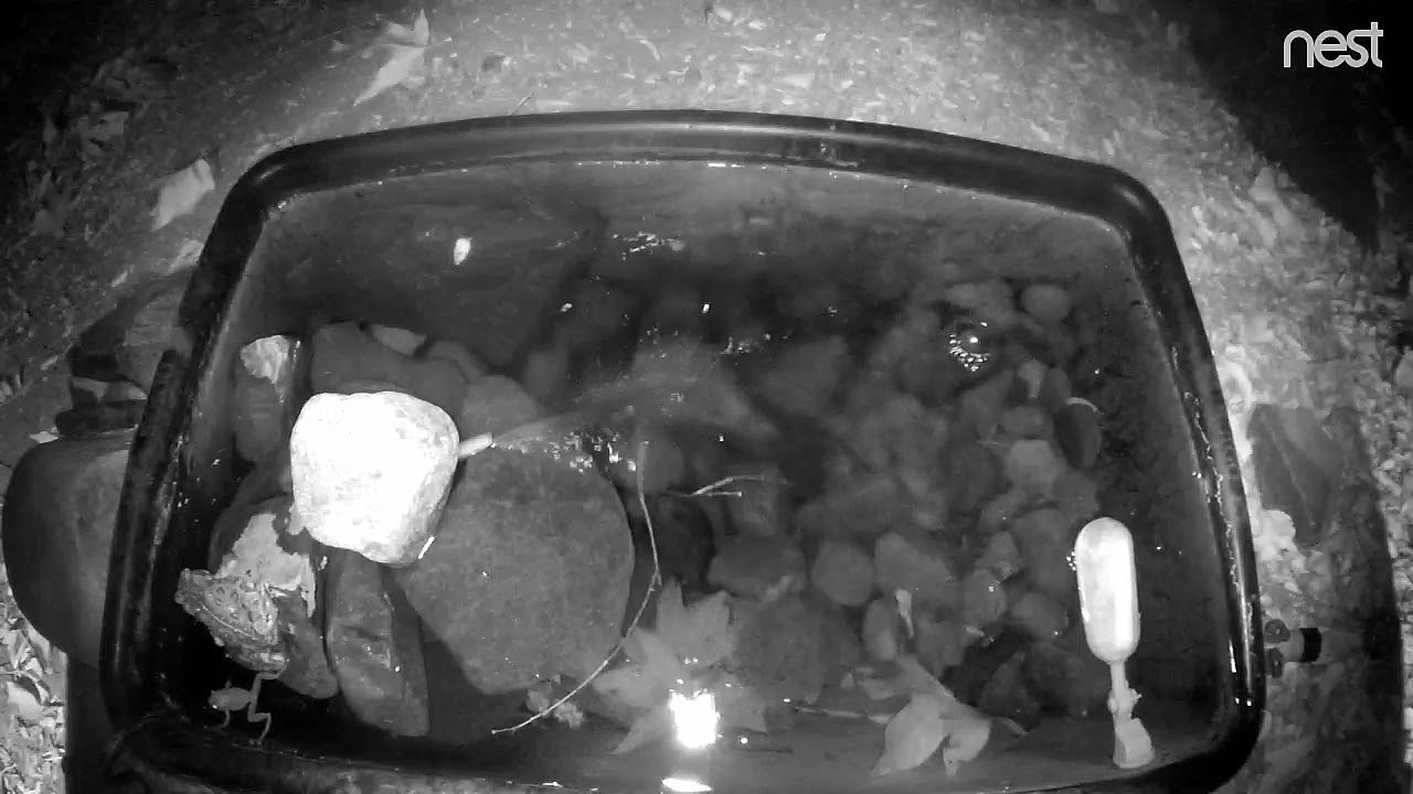 Dog-in-manger toad shoves frog off rock, leaves before dawn ~ ©Audubon ...