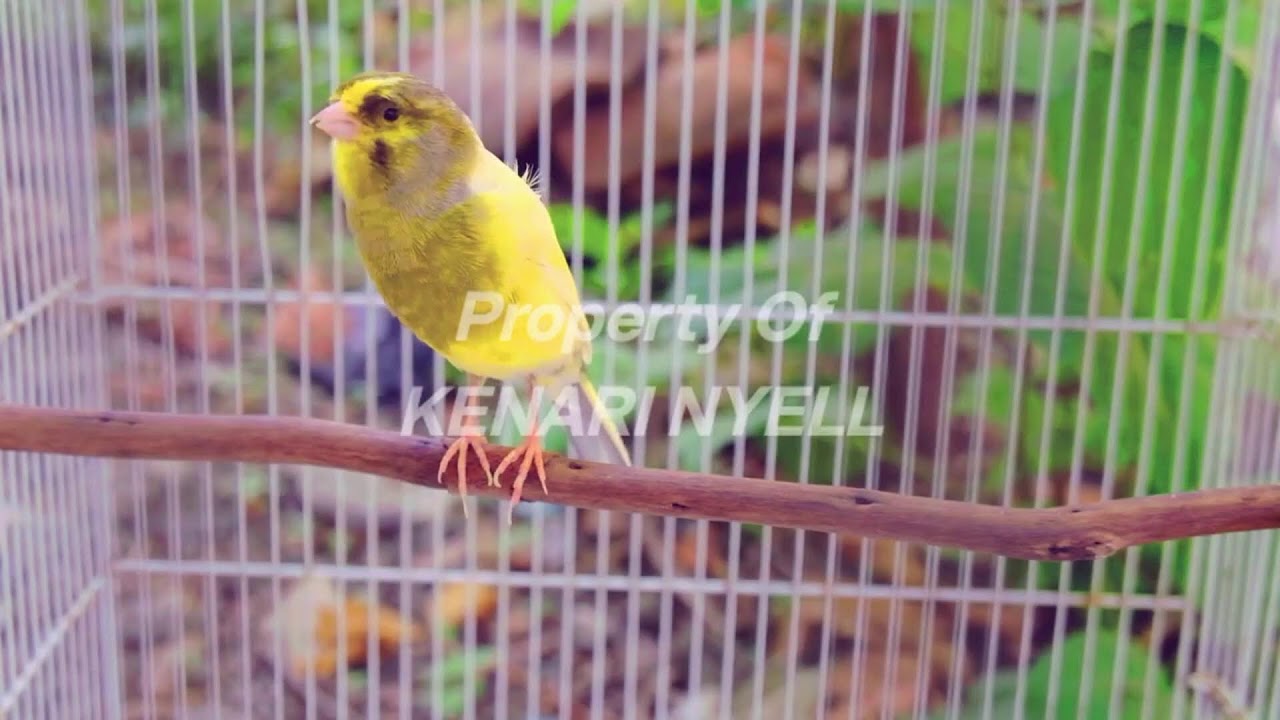 PANCINGAN Kenari GACOR PANJANG Cuit CUIT EMOSI ini AMPUH utk MASTERAN ...