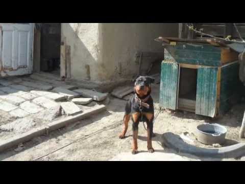 Rottweiler de vanzare 2014