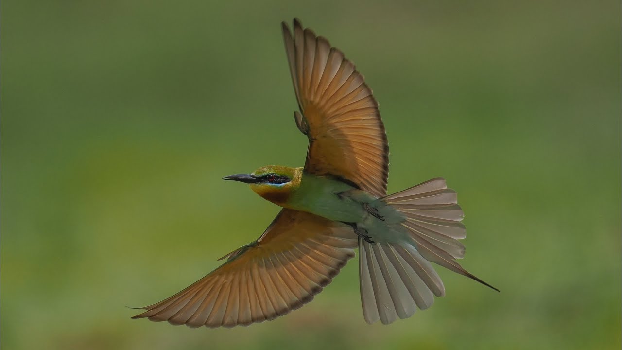 Blue tailed Bee eaters and Peregrine falcon - YouTube