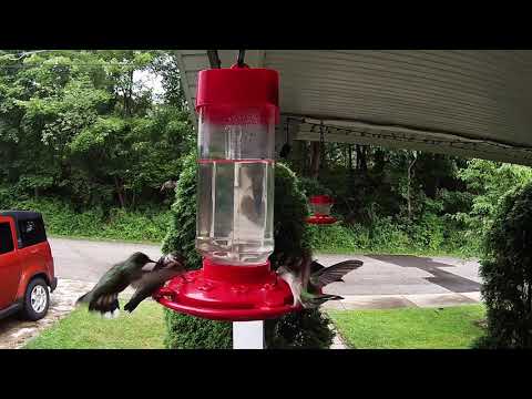 Hummingbird Fall Migration 2020 #hummingbirds - YouTube