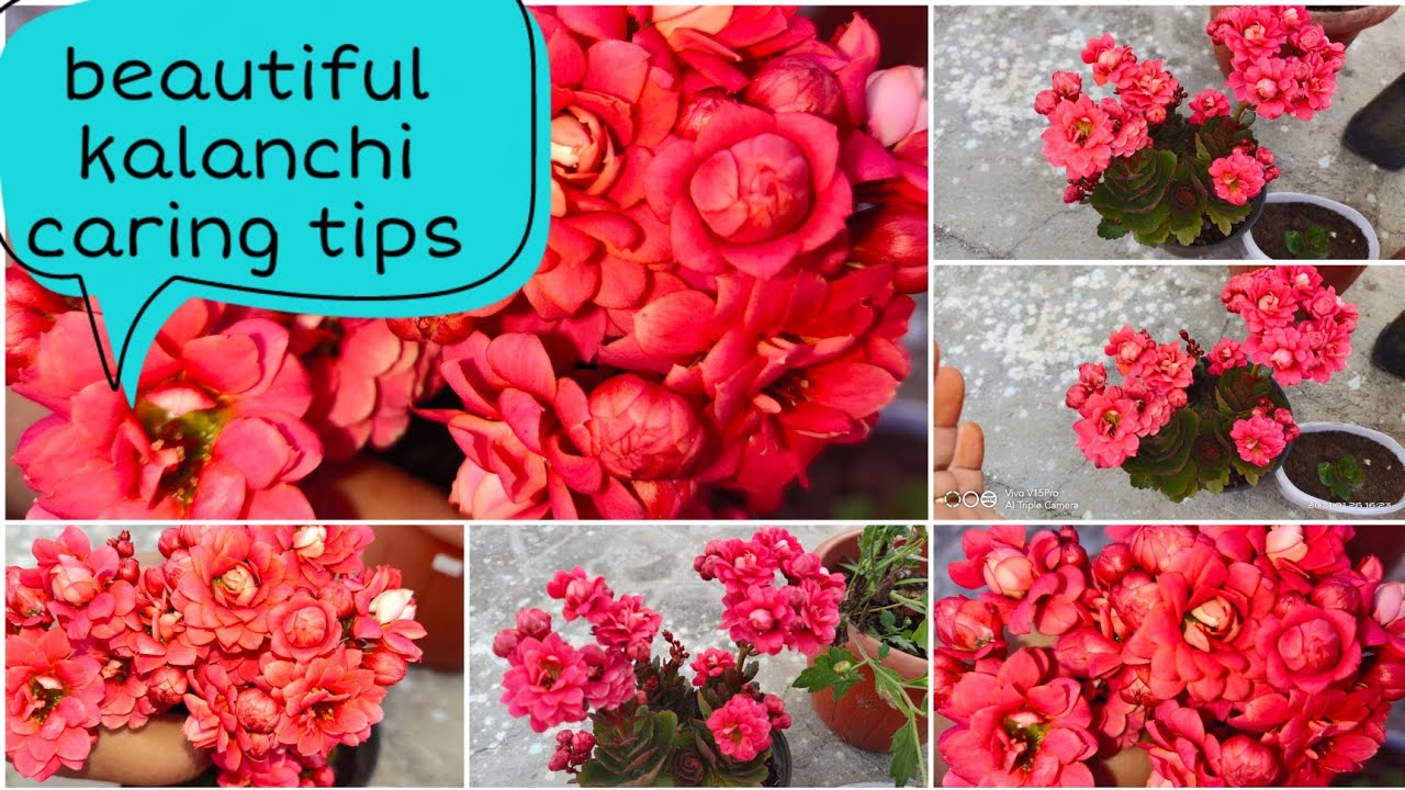#kalanchi look like flower boque/#kalanchiplant#my terrace gardening# ...