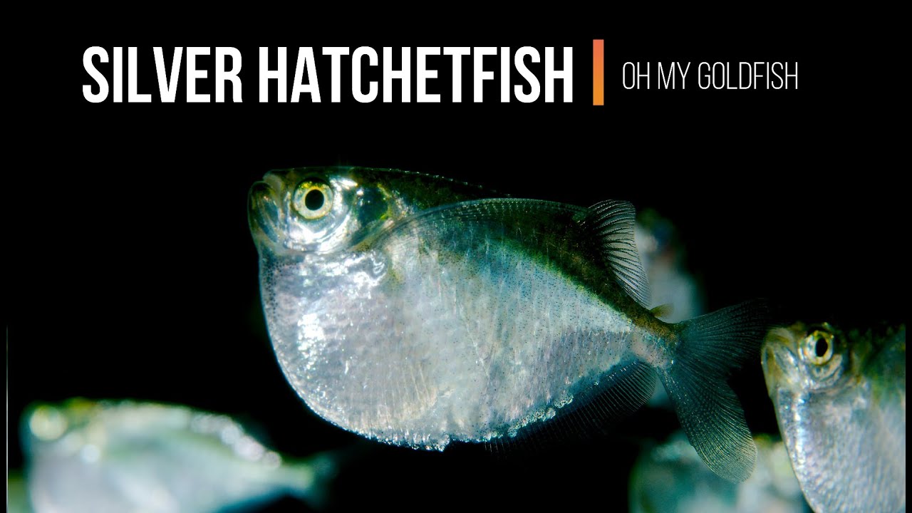 Silver Hatchetfish - Gasteropelecus sternicla - Fresh Water Aquarium ...