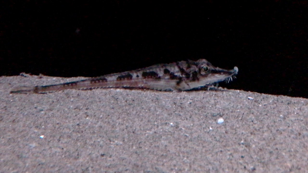 トクビレ(Tokubire) Sailfin poacher Podothecus sachi - YouTube