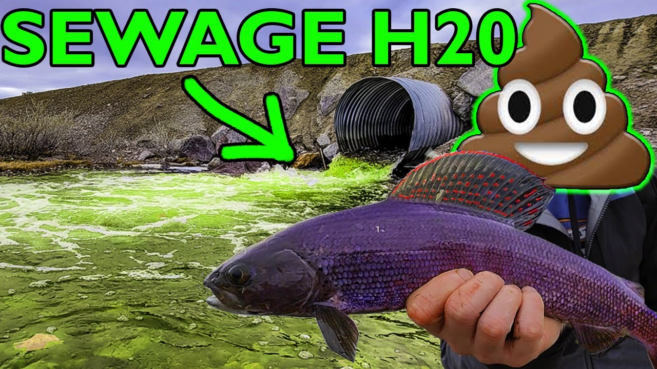 Catching BEAUTIFUL Arctic Fish in DISGUSTING Sewage Spillway - Fishing ...