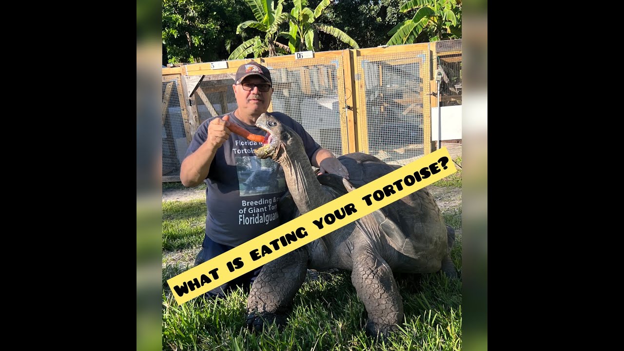 What's eating your tortoise shell? How to treat Shell rot or fungus # ...